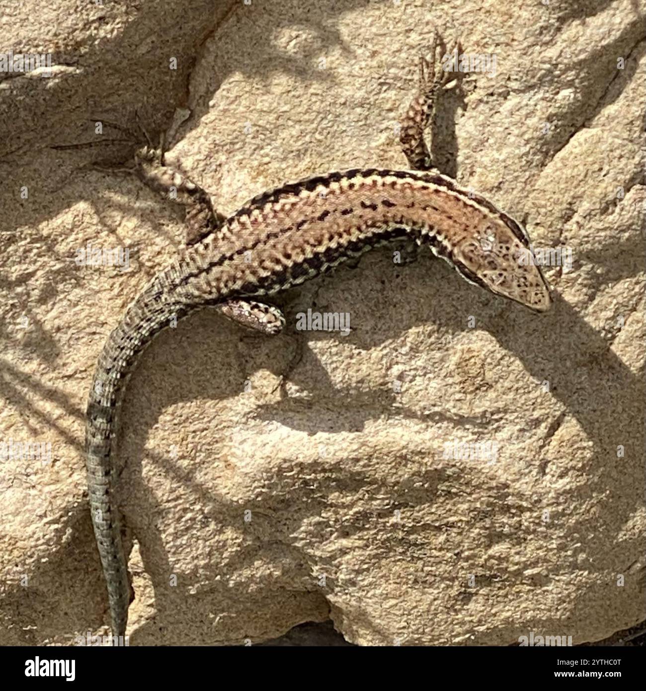 Common Wall Lizard (Podarcis muralis Stock Photo - Alamy