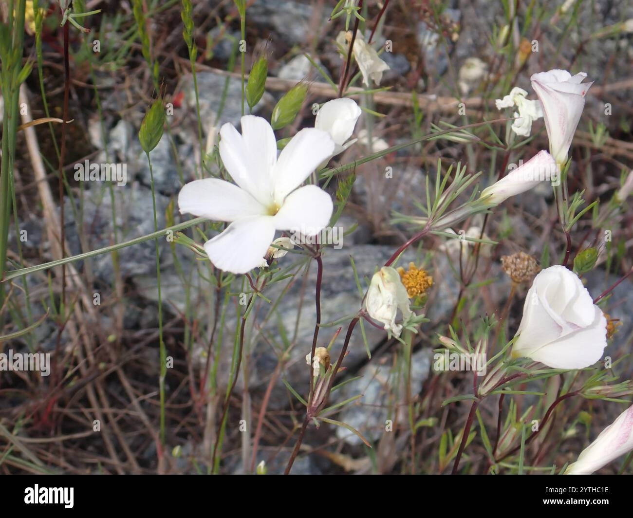 evening snow (Linanthus dichotomus Stock Photo - Alamy