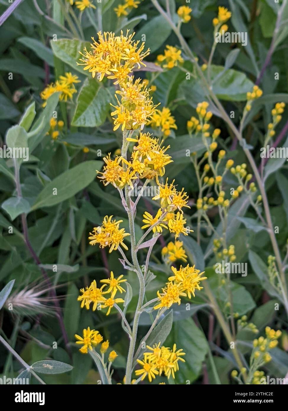 Solidago velutina hi-res stock photography and images - Alamy