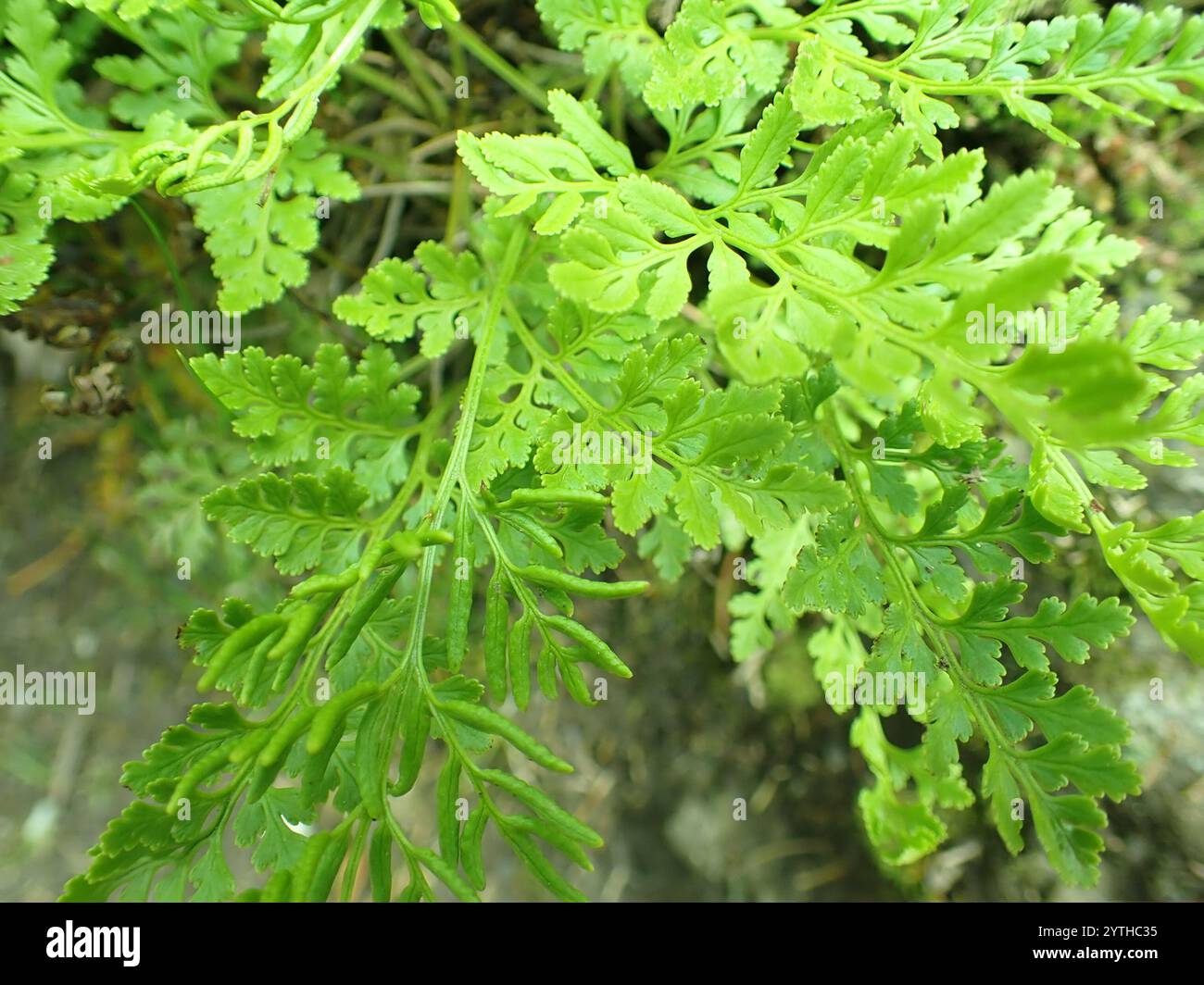 American parsley fern (Cryptogramma acrostichoides Stock Photo - Alamy