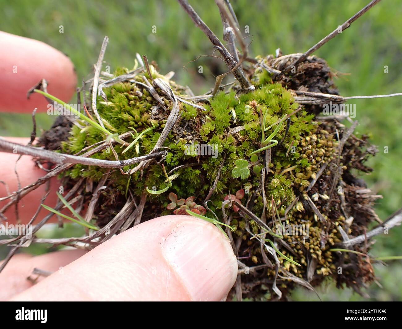 Capillary Thread-moss (Ptychostomum capillare Stock Photo - Alamy