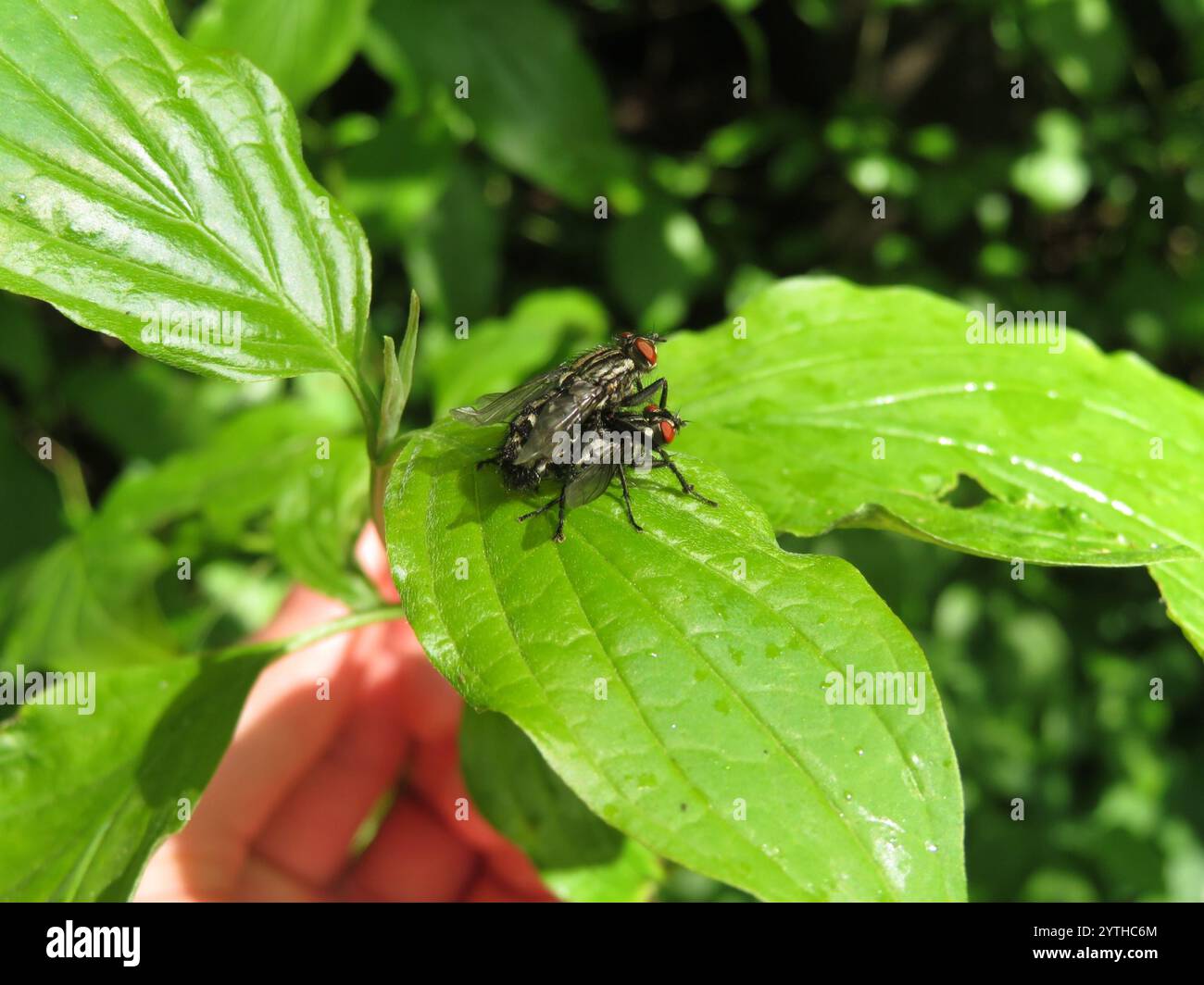 Common Flesh Flies (Sarcophaga Stock Photo - Alamy