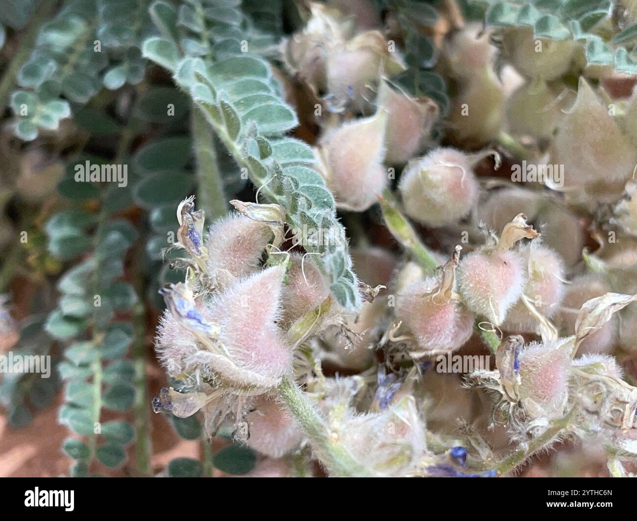 Woolly Locoweed (Astragalus mollissimus Stock Photo - Alamy