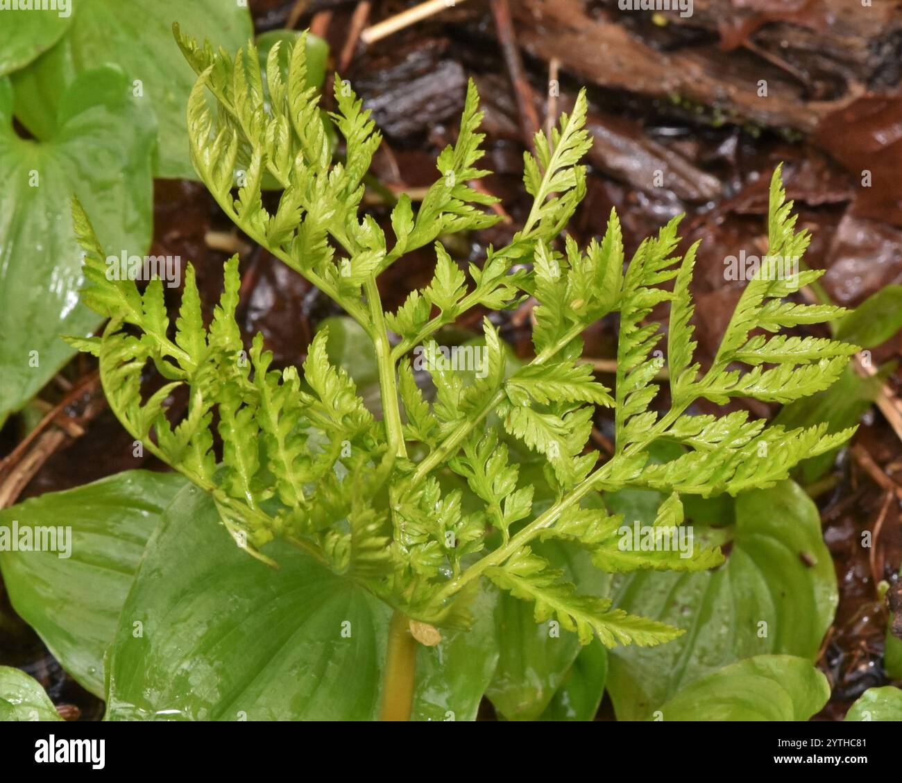 rattlesnake fern (Botrypus virginianus Stock Photo - Alamy