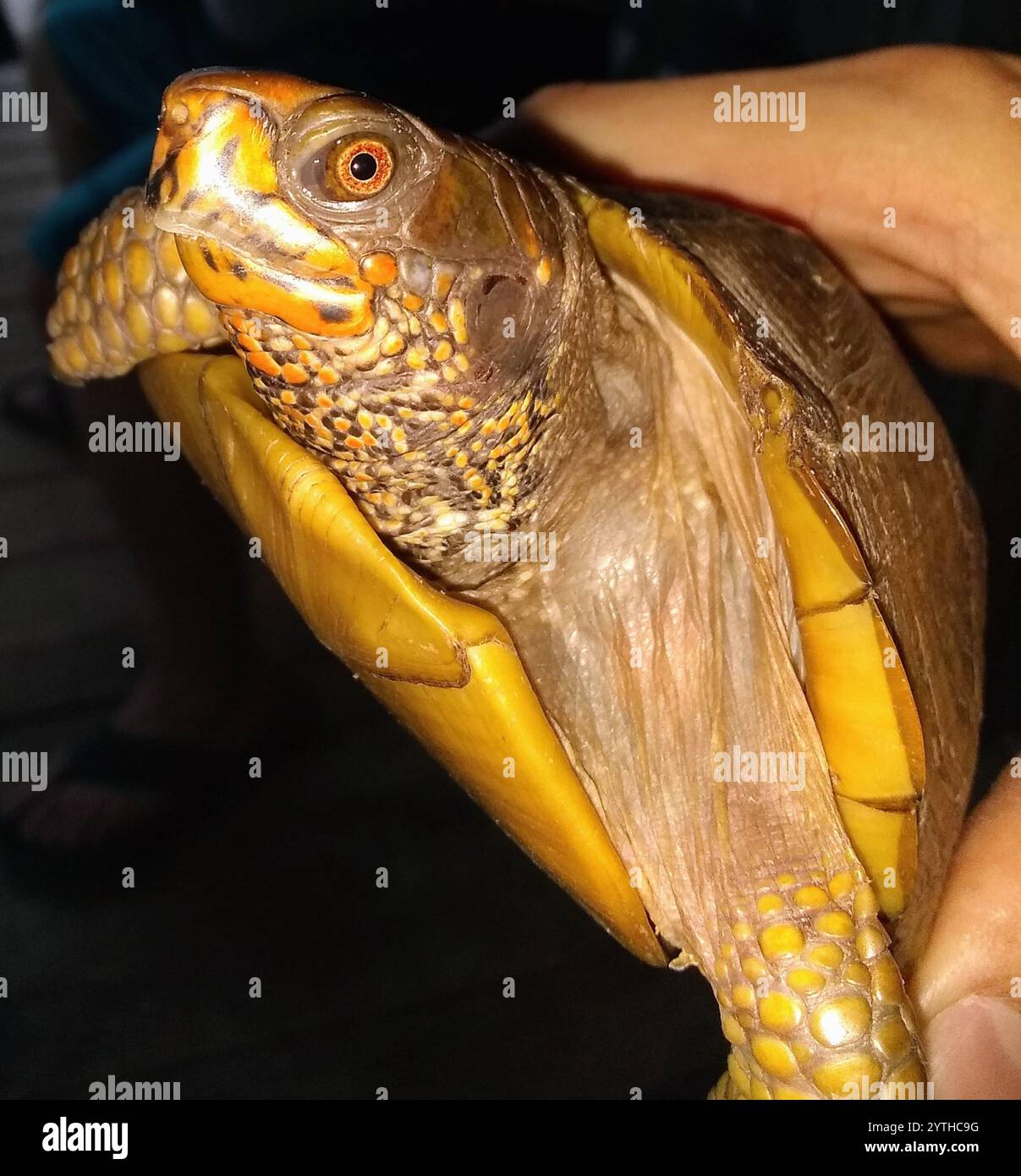 Three-toed Box Turtle (Terrapene triunguis Stock Photo - Alamy