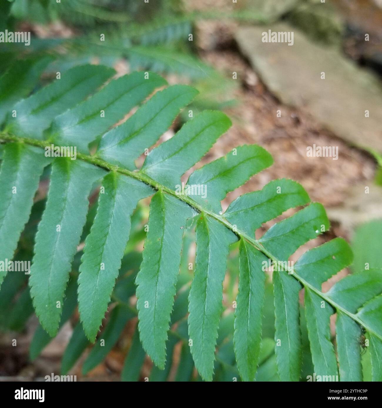 Christmas fern (Polystichum acrostichoides Stock Photo - Alamy