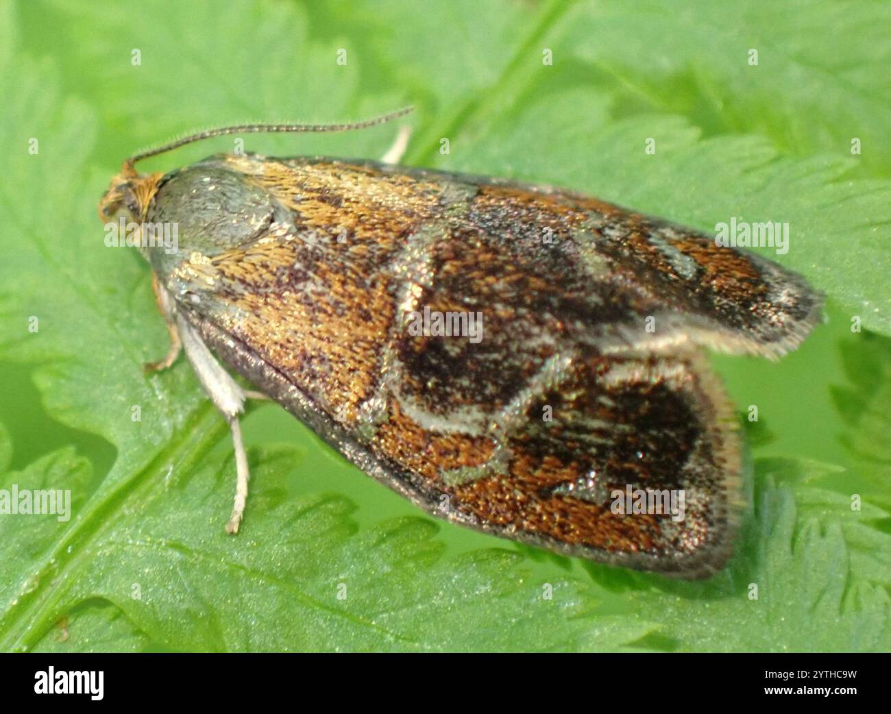 Brindled Tortrix (Ptycholoma lecheana Stock Photo - Alamy