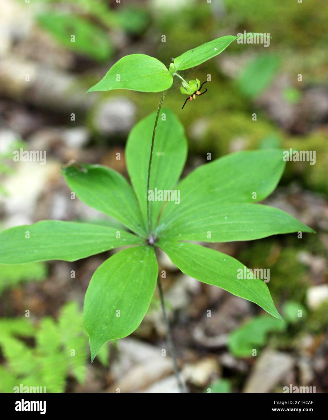 Cucumber Root (Medeola virginiana Stock Photo - Alamy