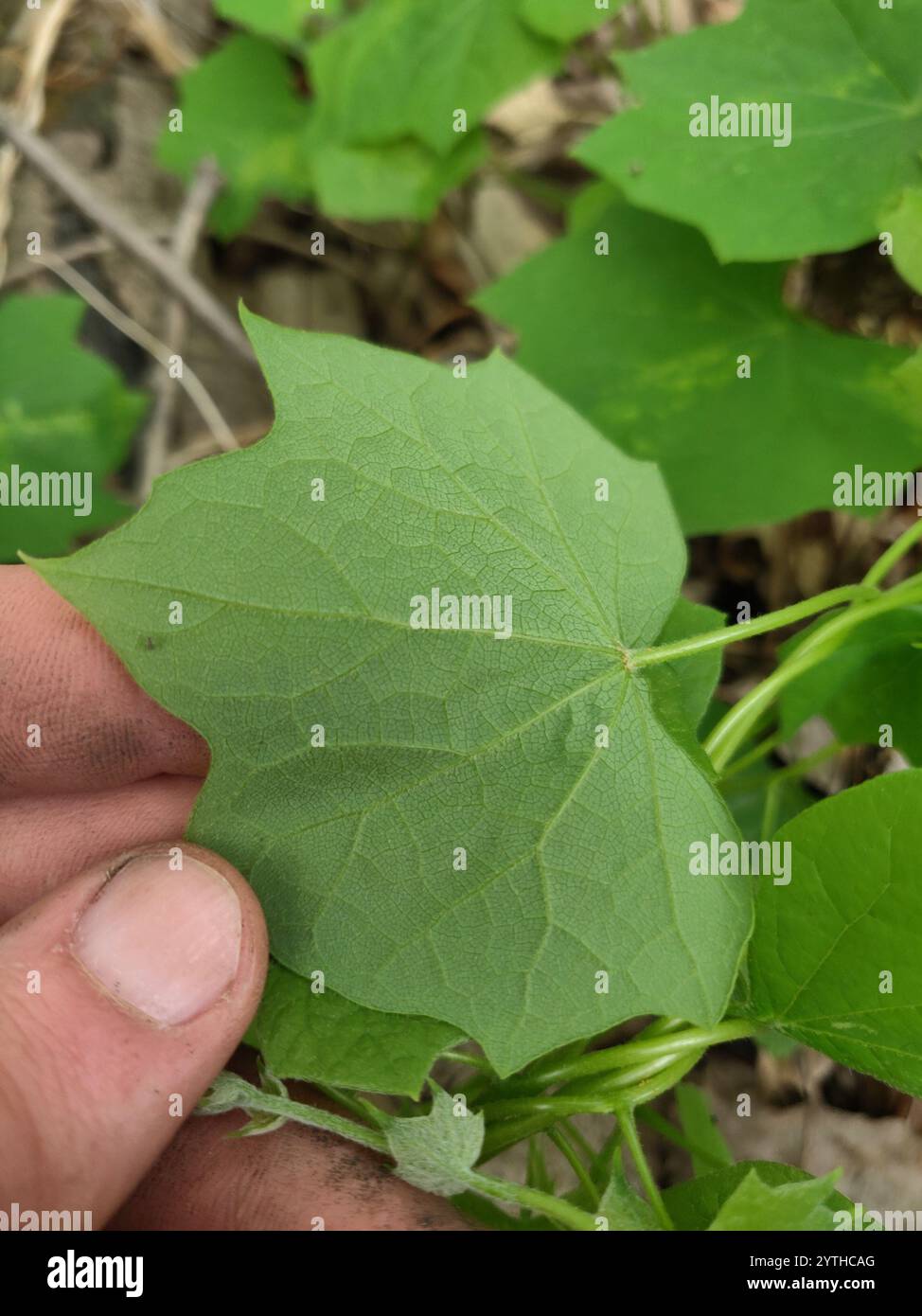 moonseed (Menispermum canadense Stock Photo - Alamy