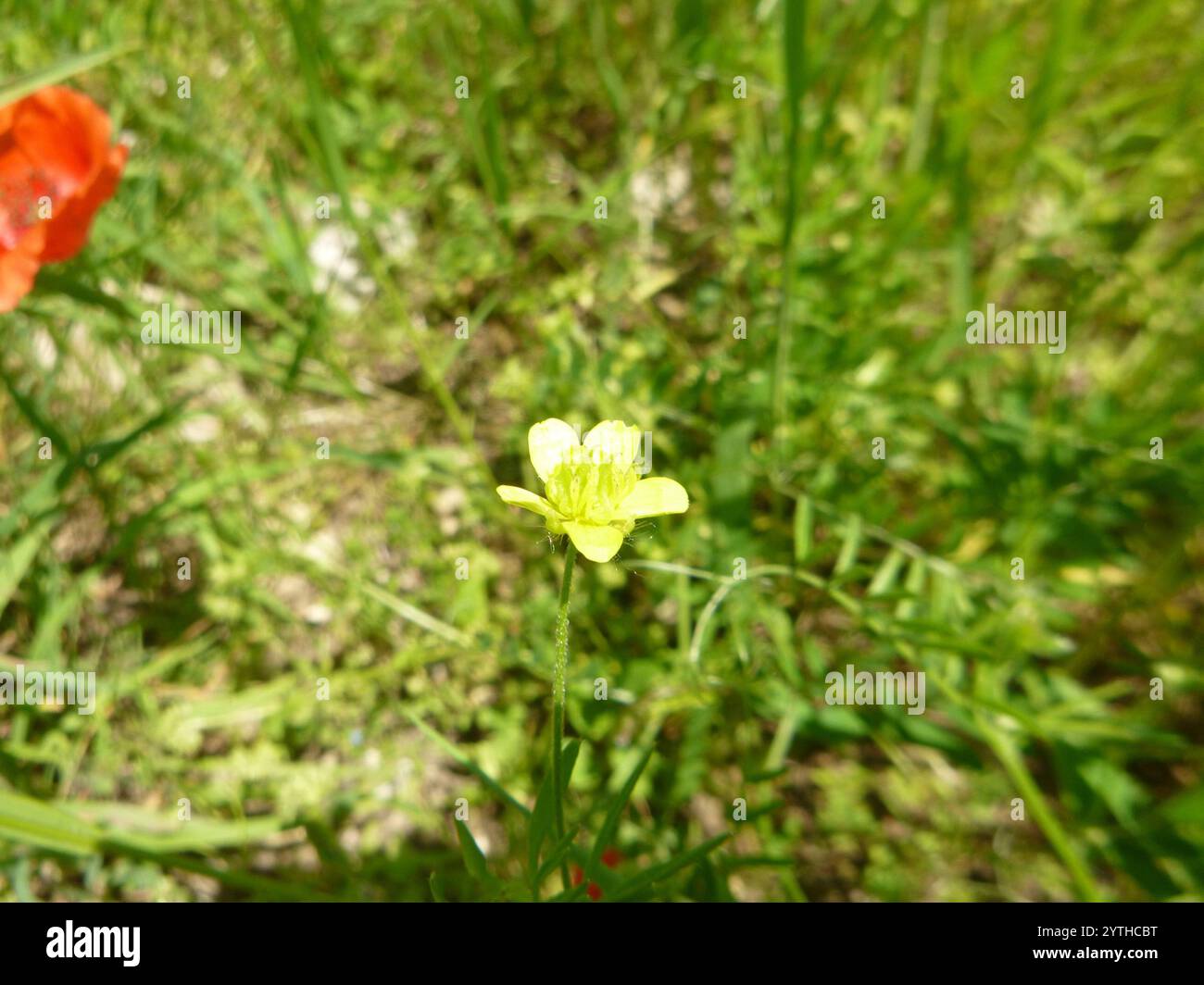 Corn buttercup (Ranunculus arvensis Stock Photo - Alamy