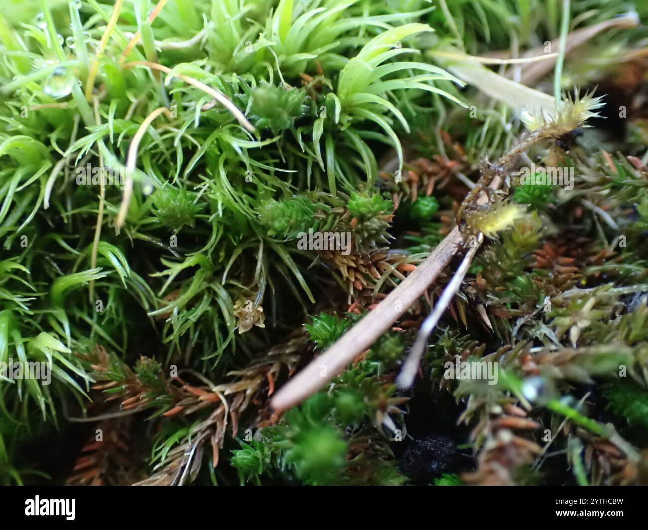 Wallace's spikemoss (Selaginella wallacei Stock Photo - Alamy