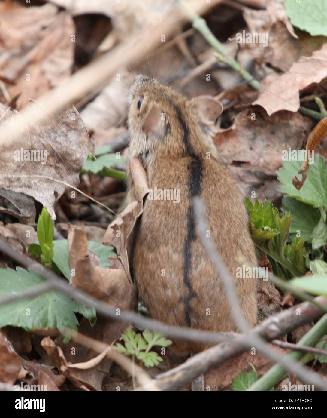 Striped Field Mouse (Apodemus agrarius Stock Photo - Alamy