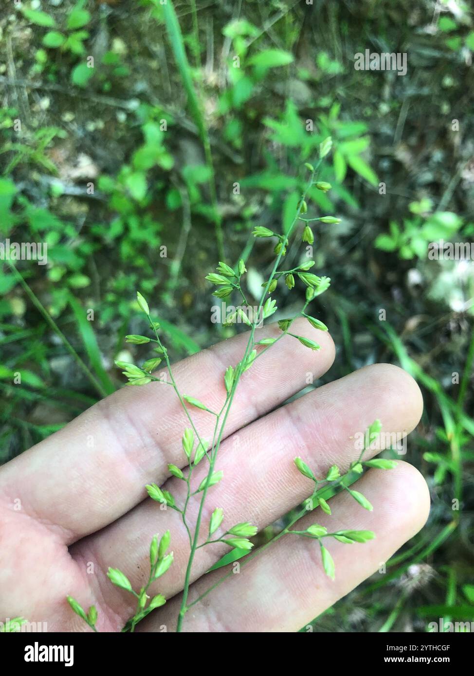 Clustered Fescue (Festuca paradoxa Stock Photo - Alamy