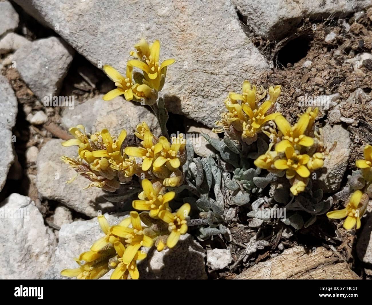King Bladderpod (Physaria kingii Stock Photo - Alamy