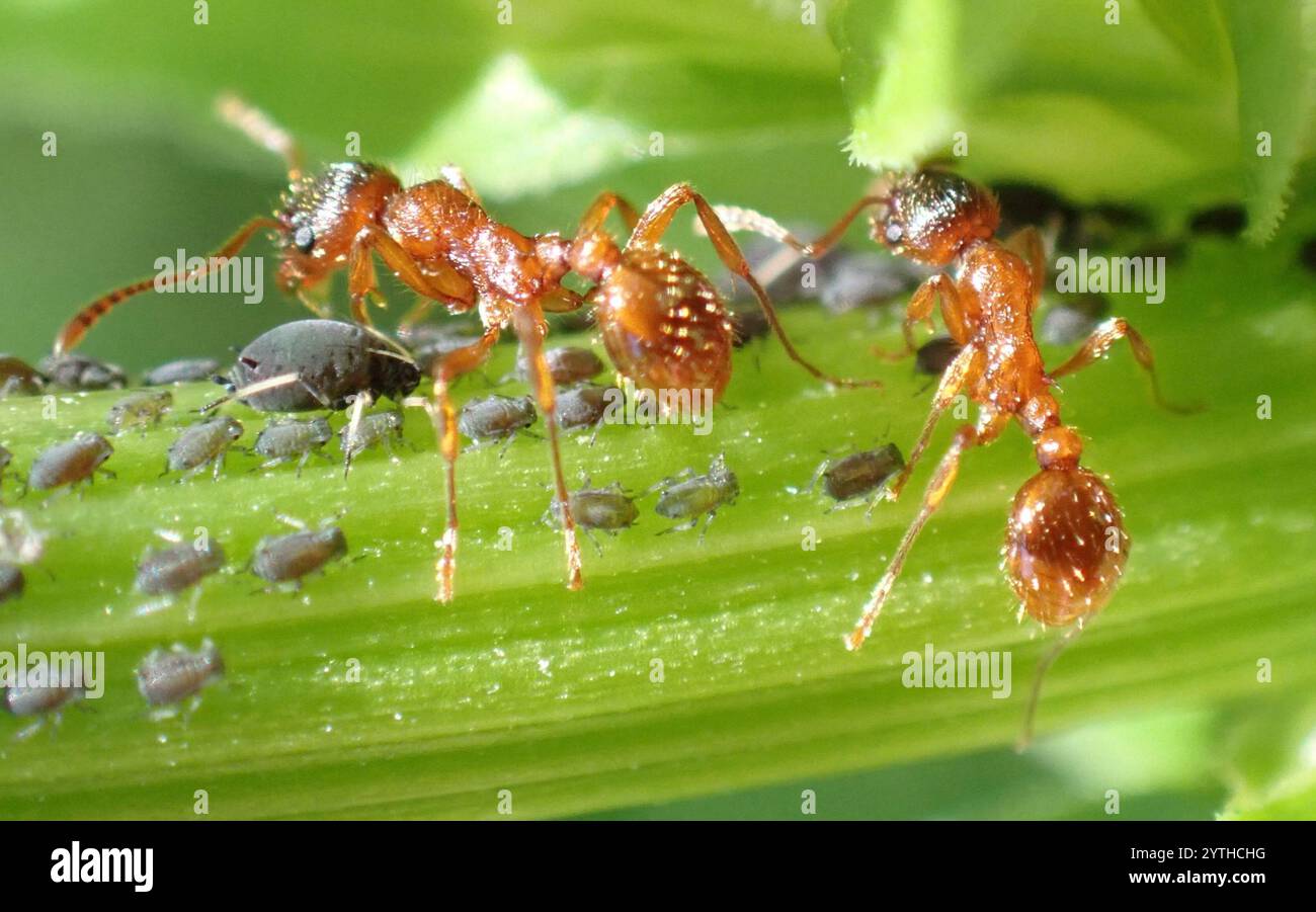 European fire ant (Myrmica rubra Stock Photo - Alamy