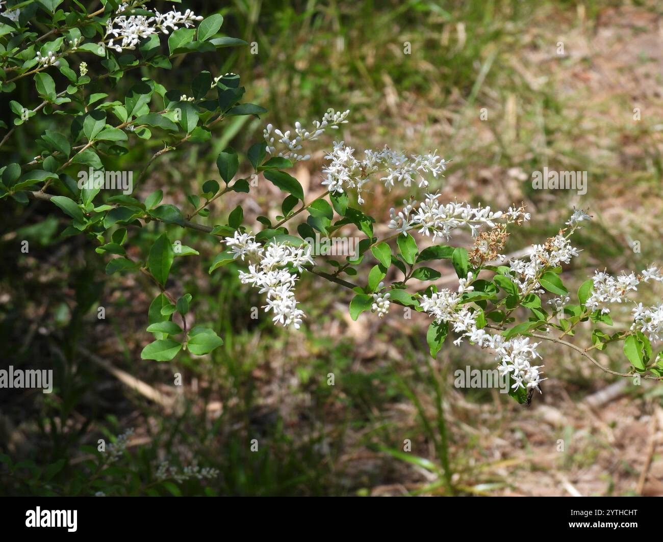 Chinese privet (Ligustrum sinense Stock Photo - Alamy