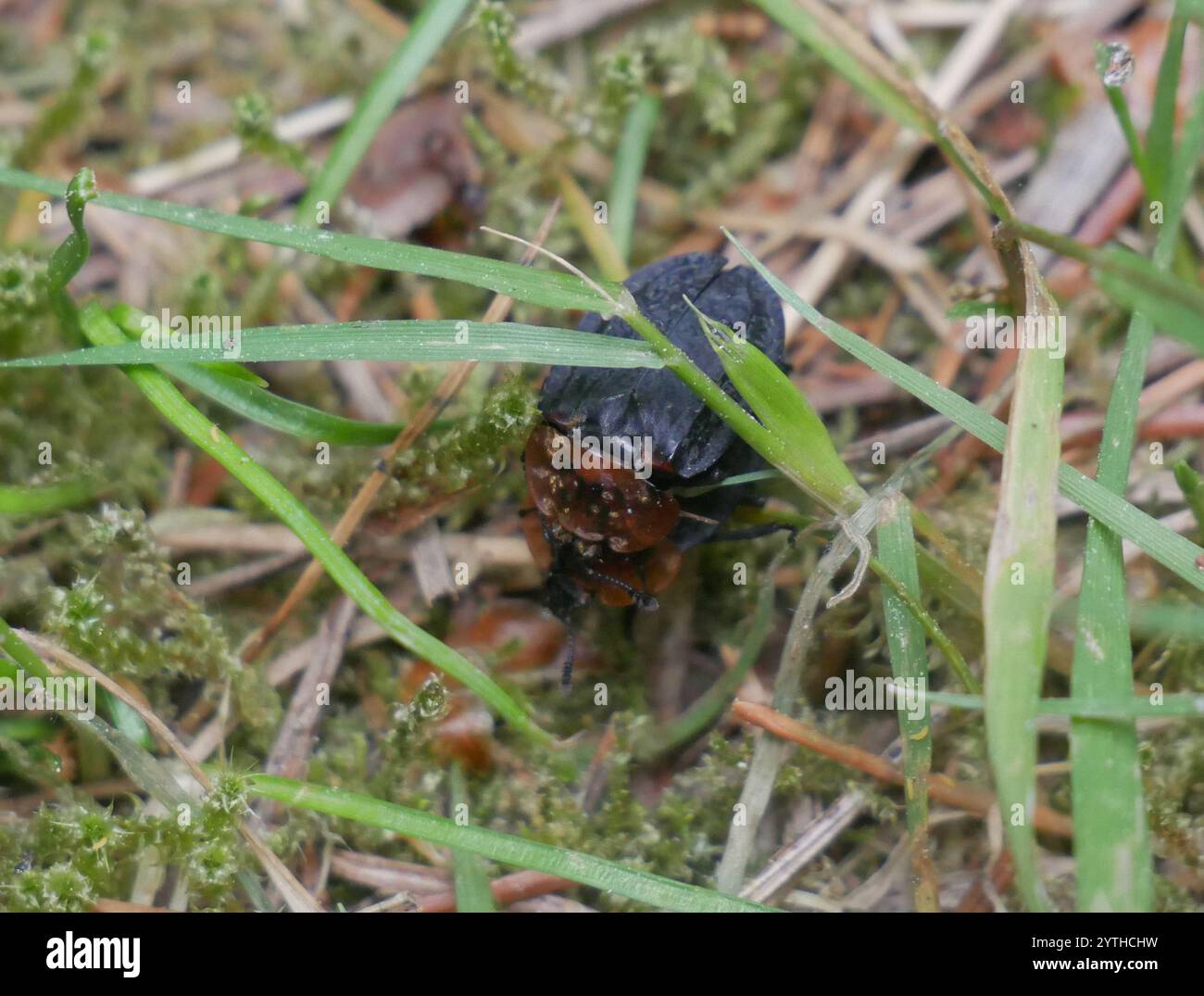 Red-breasted Carrion Beetle (Oiceoptoma thoracicum Stock Photo - Alamy