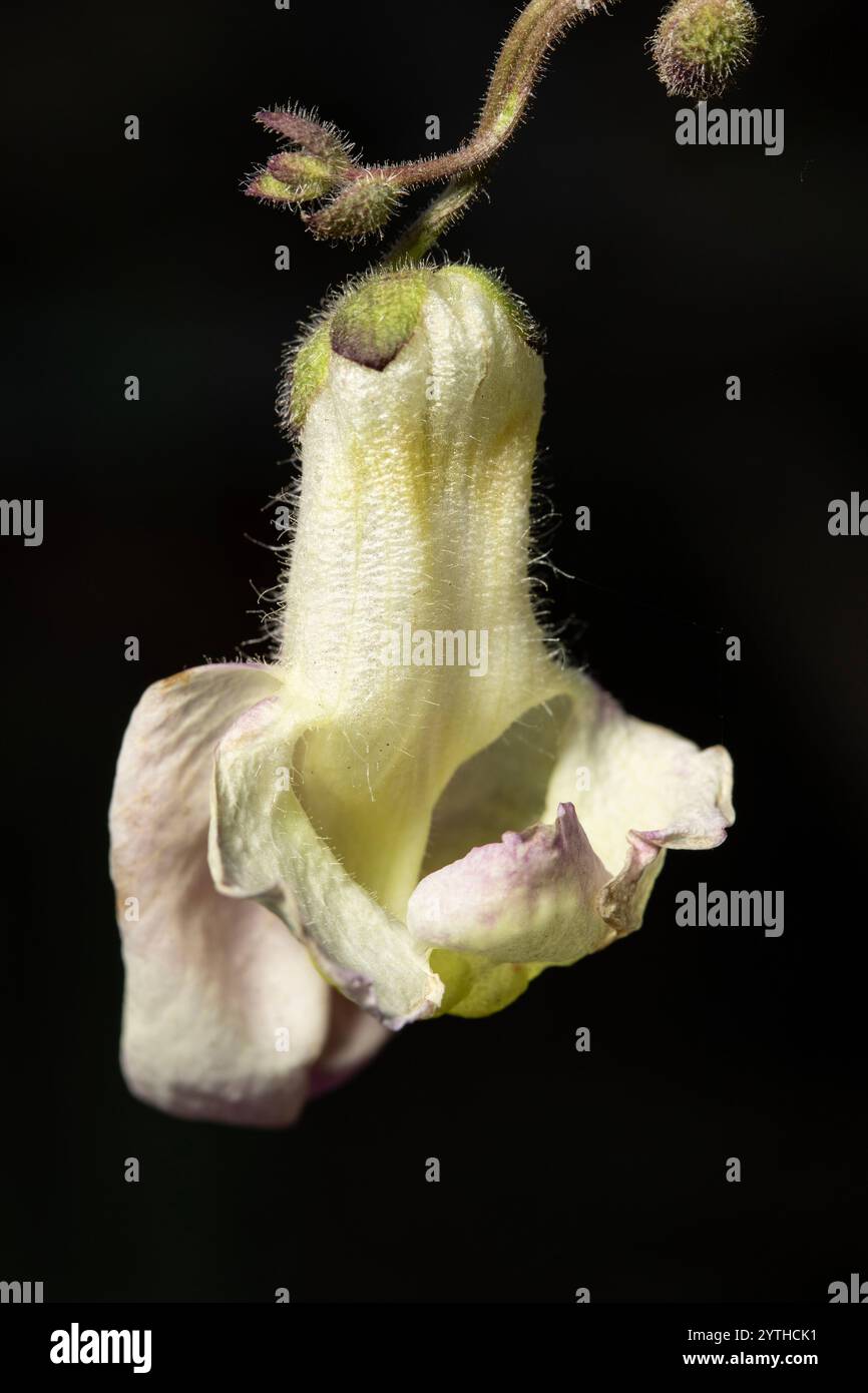 Natural macro flowering plant portrait of single creamy-white ...