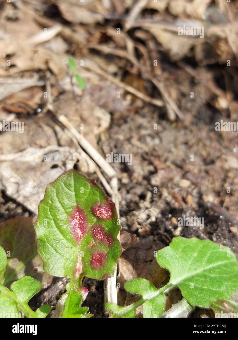 rust fungi (Pucciniales Stock Photo - Alamy