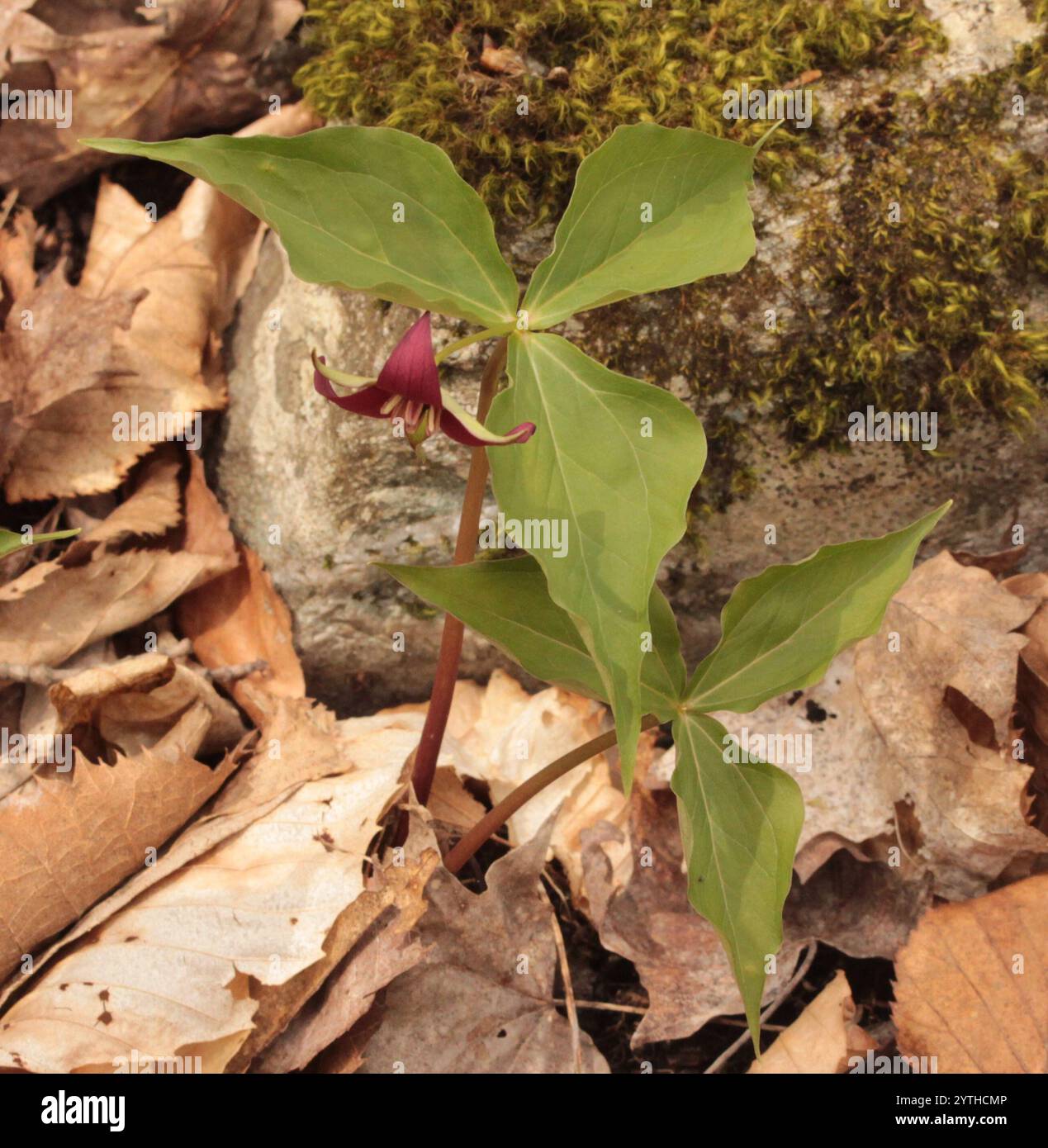 red trillium (Trillium erectum Stock Photo - Alamy