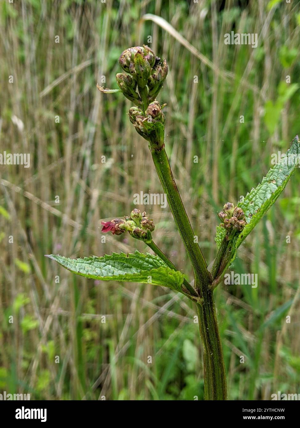 Water Figwort (Scrophularia auriculata Stock Photo - Alamy