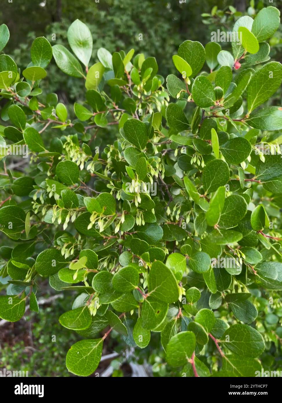 sparkleberry (Vaccinium arboreum Stock Photo - Alamy