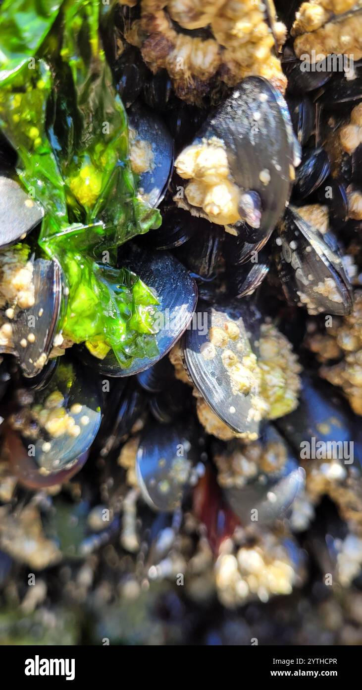 Blue Mussel Complex (Mytilus edulis Stock Photo - Alamy