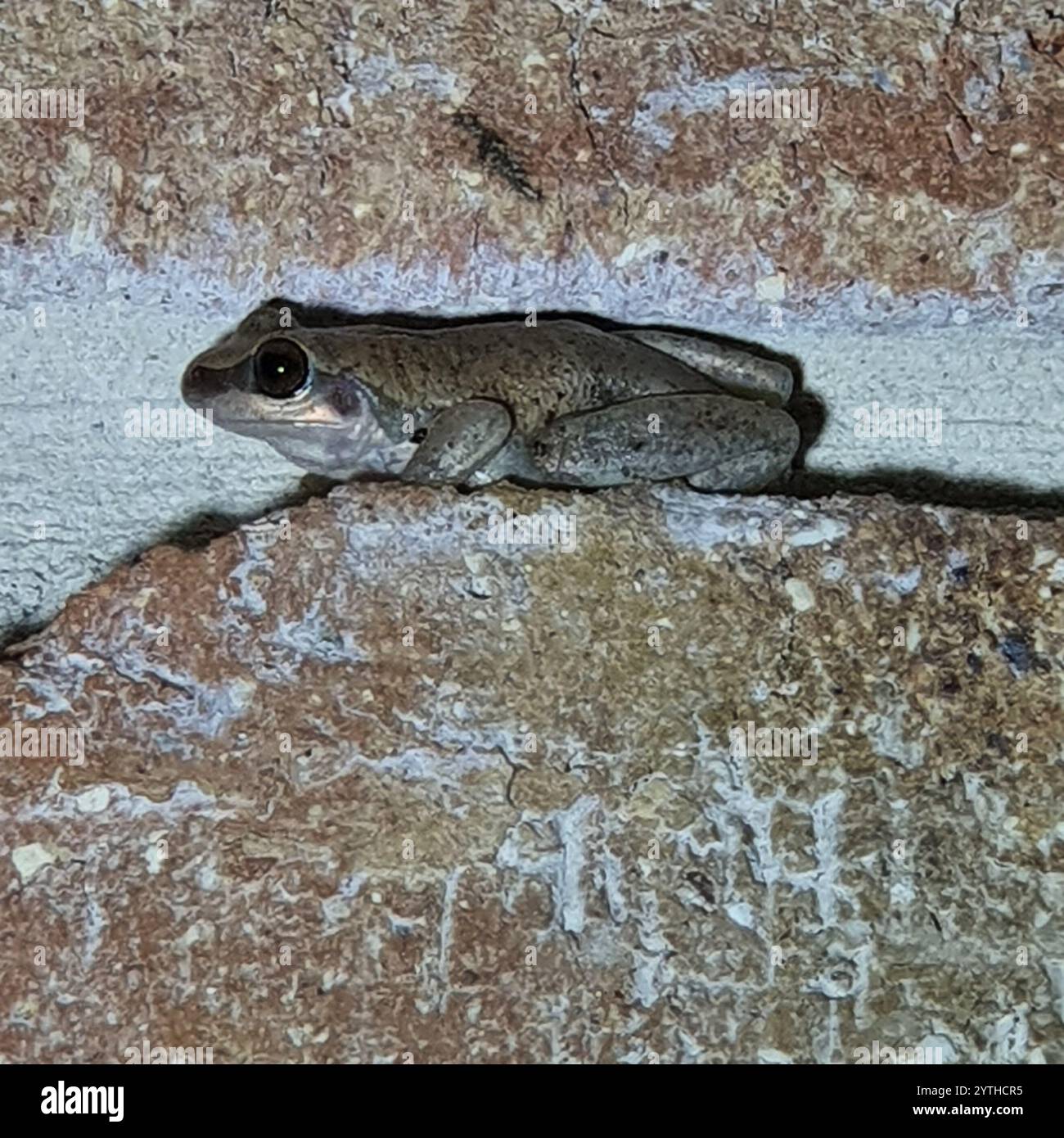 Desert Tree Frog (Litoria rubella Stock Photo - Alamy