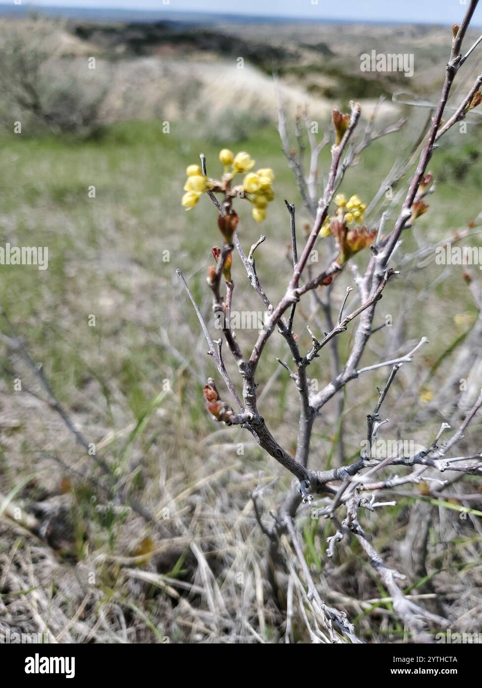 fragrant sumac (Rhus aromatica Stock Photo - Alamy