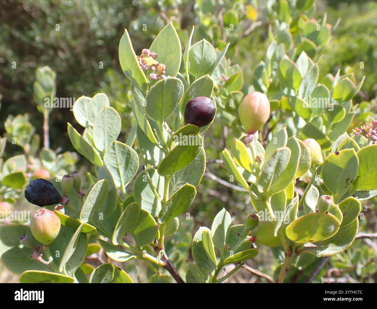 Cape Sumach (Colpoon compressum Stock Photo - Alamy