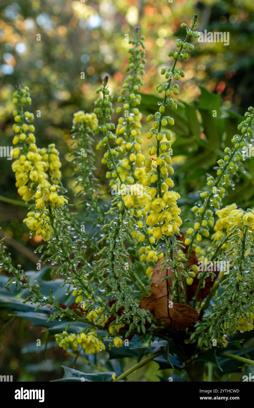 Natural flowering plant portrait of the stunning fragrant yellow ...