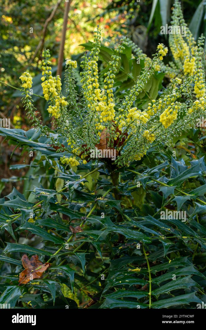 Natural flowering plant portrait of the stunning fragrant yellow ...