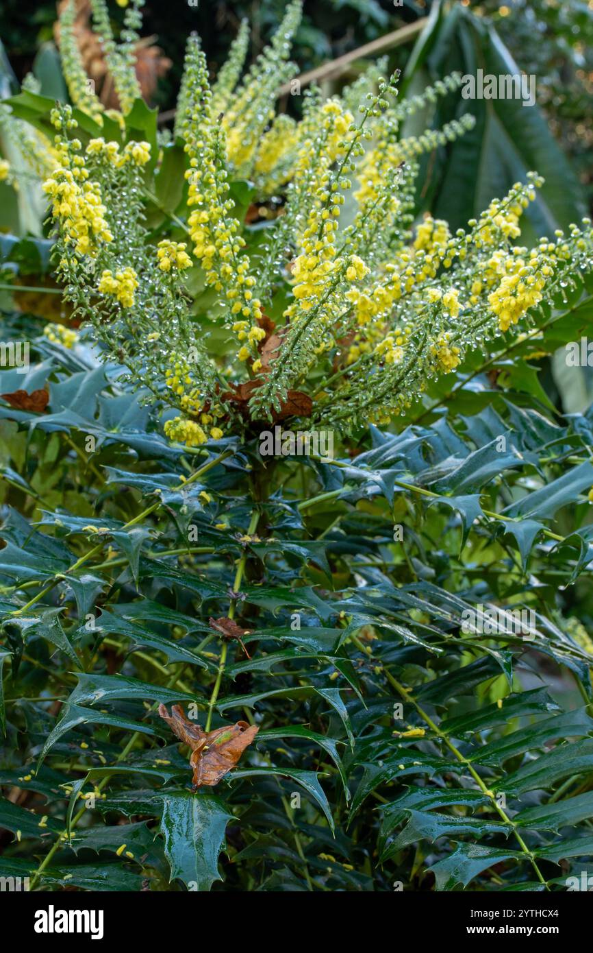 Natural flowering plant portrait of the stunning fragrant yellow ...