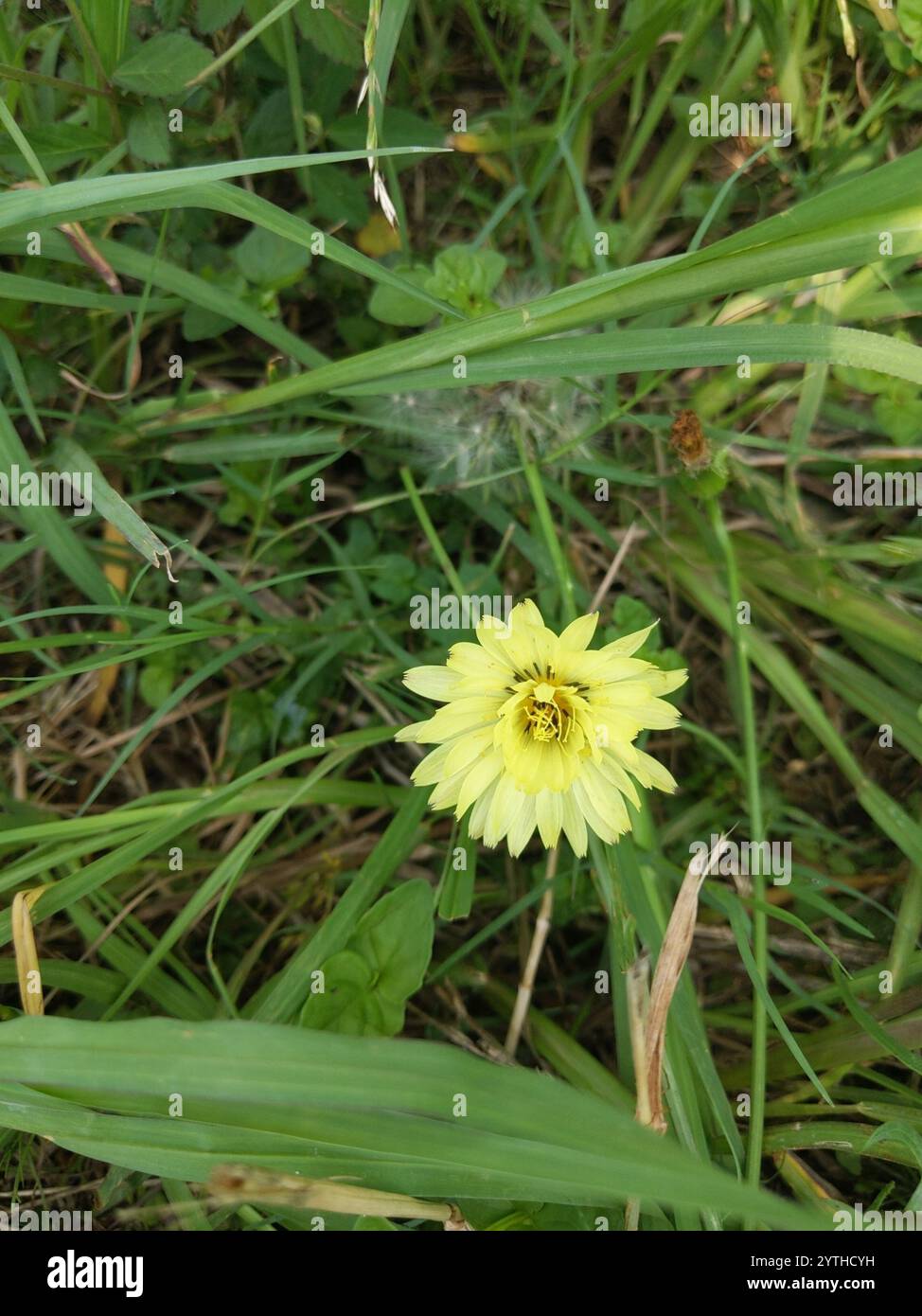 smallflower desert-chicory (Pyrrhopappus pauciflorus Stock Photo - Alamy