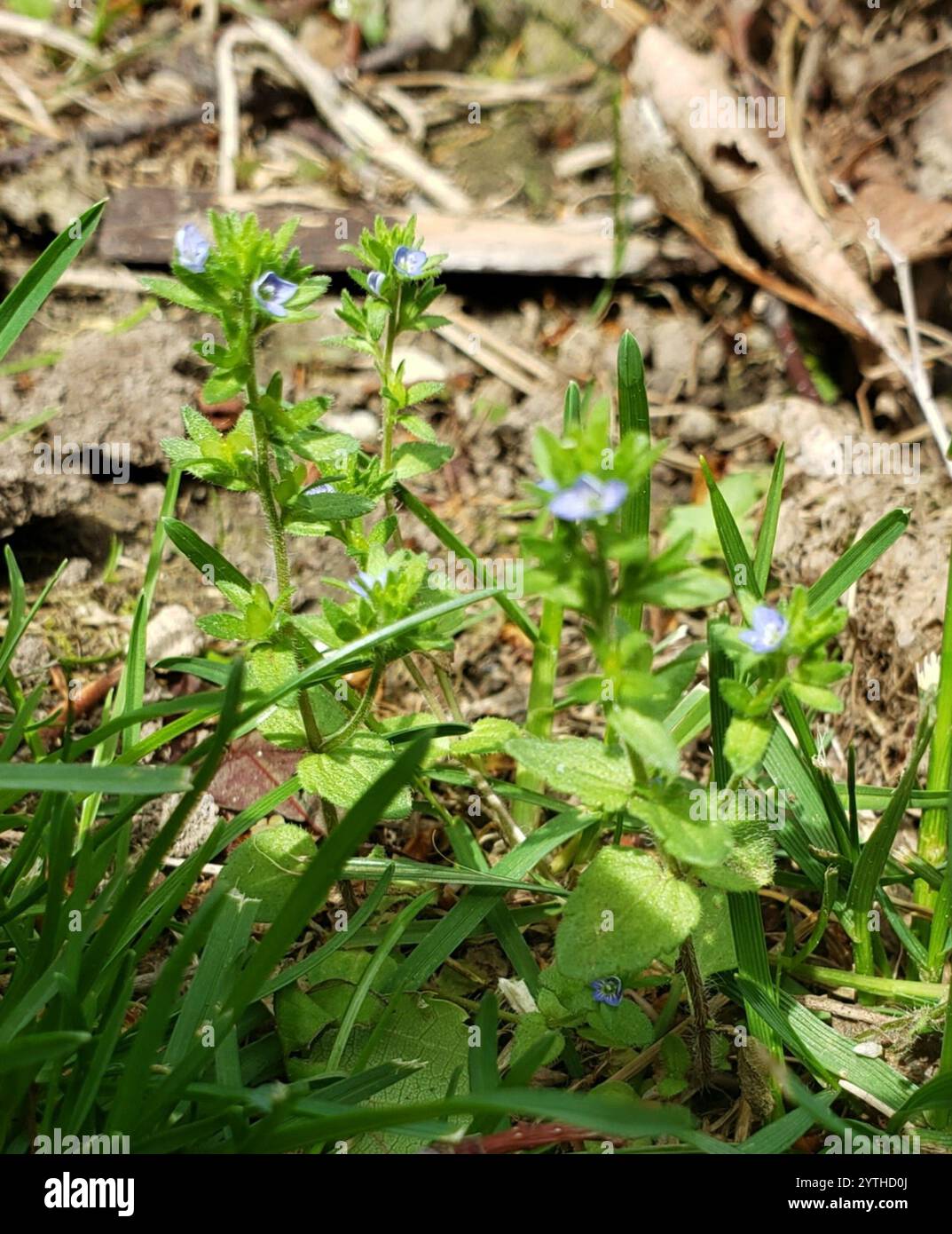 corn speedwell (Veronica arvensis Stock Photo - Alamy
