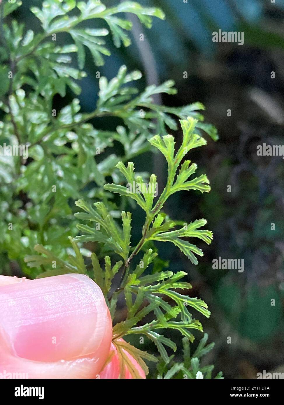 much-divided filmy fern (Hymenophyllum multifidum Stock Photo - Alamy