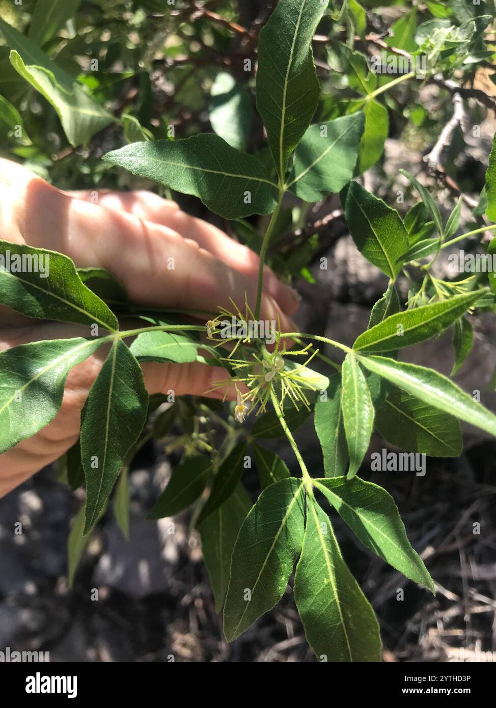 common hoptree (Ptelea trifoliata Stock Photo - Alamy