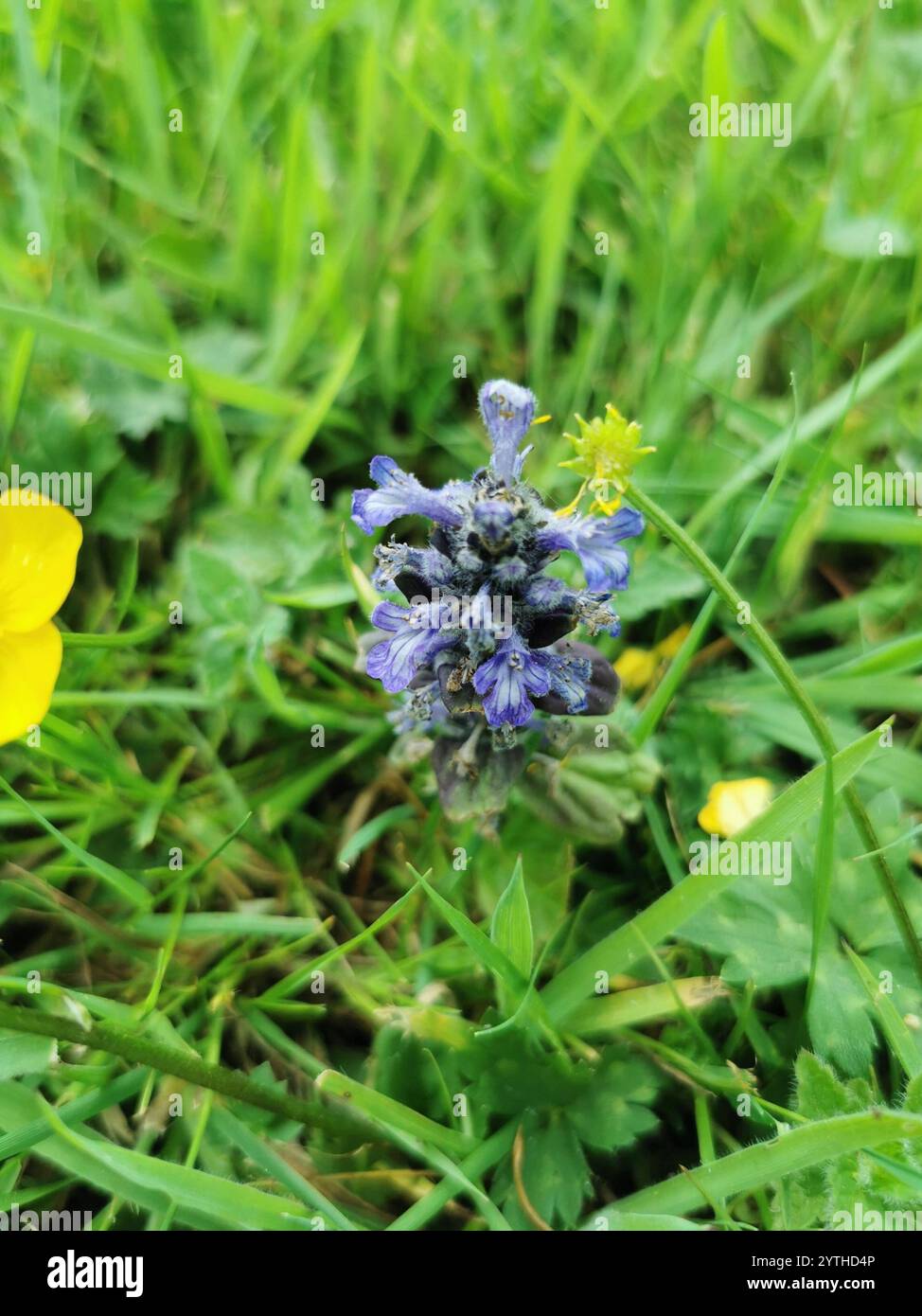 carpet bugle (Ajuga reptans Stock Photo - Alamy