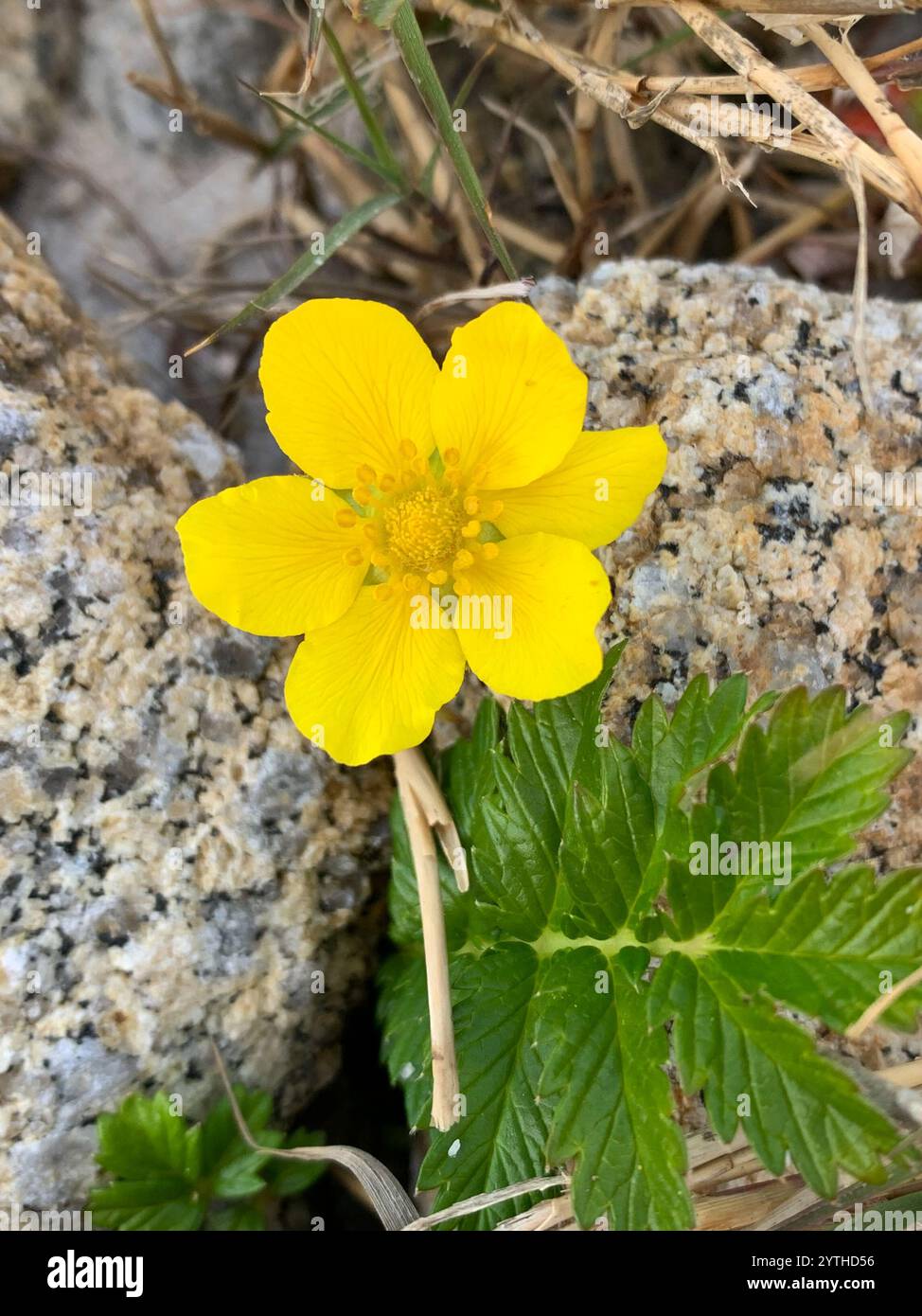 Pacific silverweed (Argentina pacifica Stock Photo - Alamy