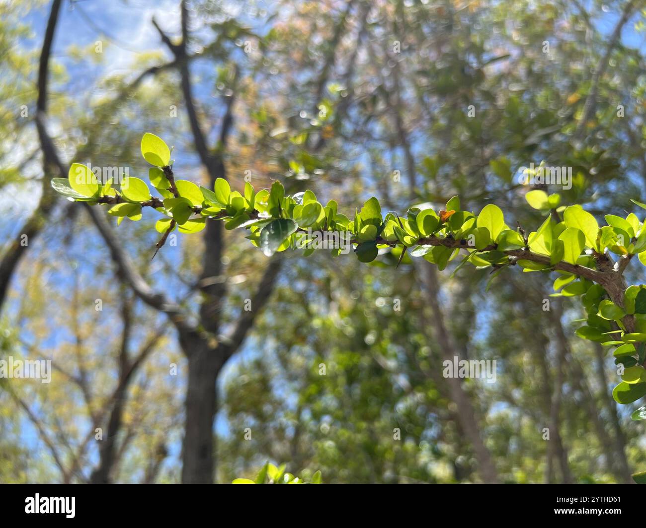 Randia aculeata hi-res stock photography and images - Alamy