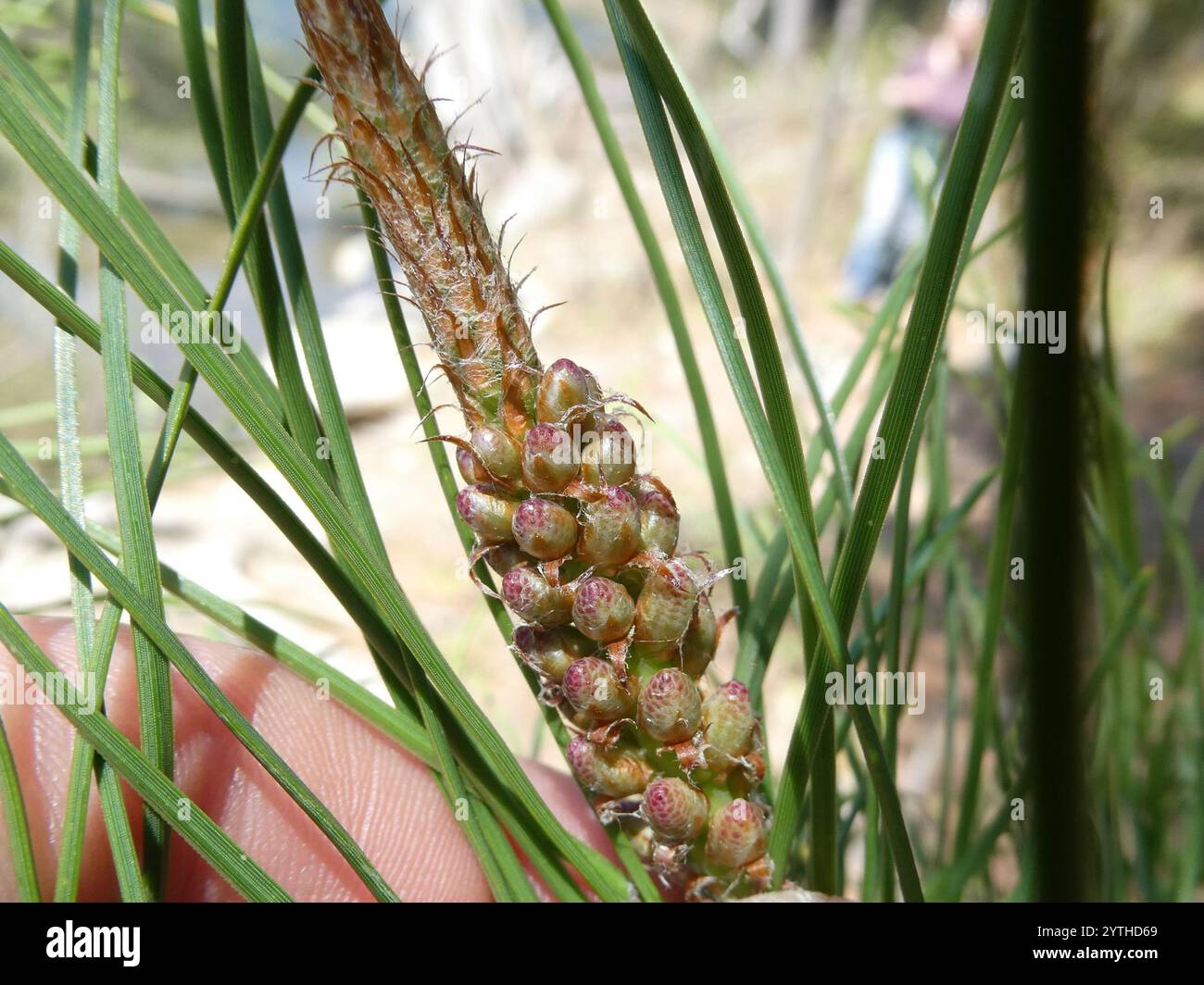 pitch pine (Pinus rigida Stock Photo - Alamy