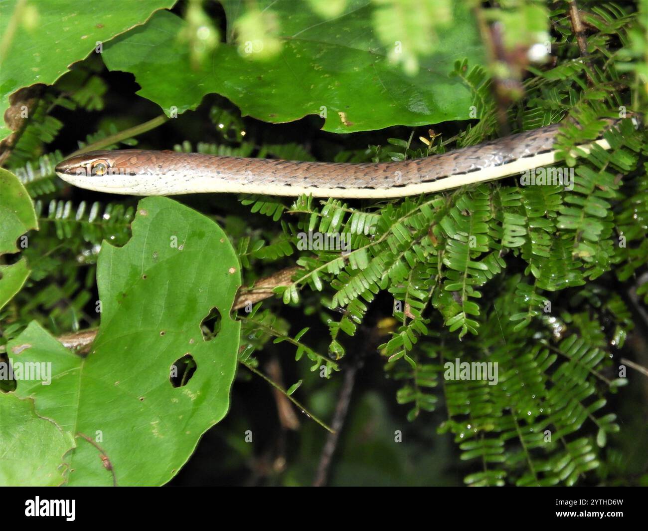Eastern Stripe-bellied Sand Snake (Psammophis orientalis Stock Photo ...