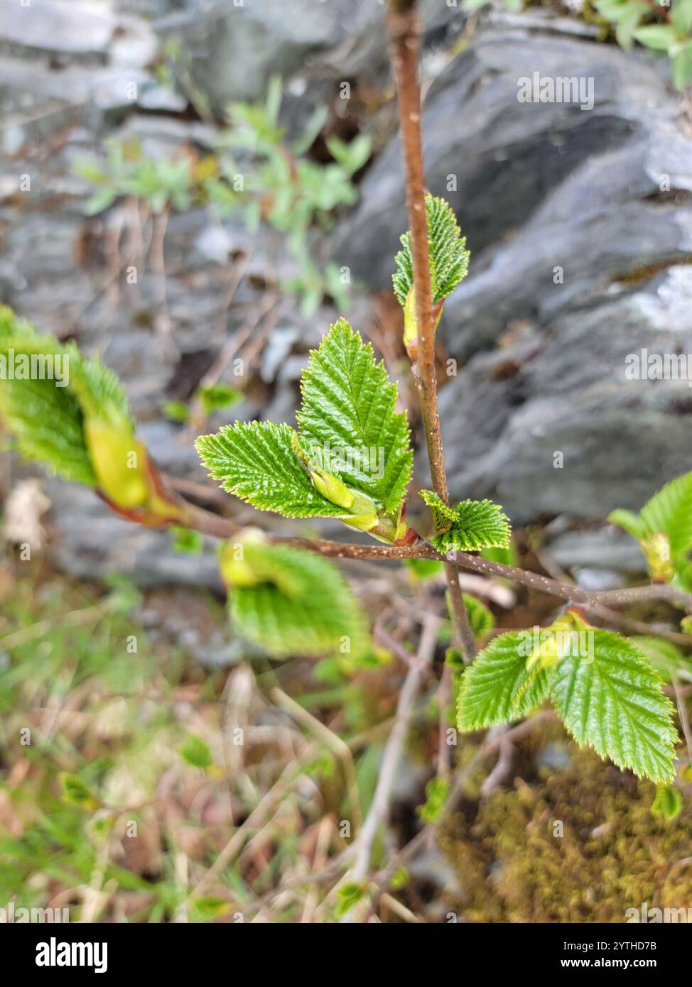 green alder (Alnus alnobetula Stock Photo - Alamy