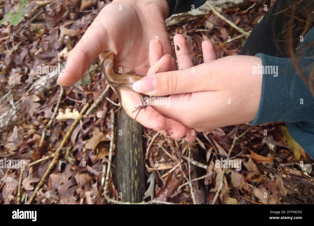 Common Five-lined Skink (Plestiodon fasciatus Stock Photo - Alamy
