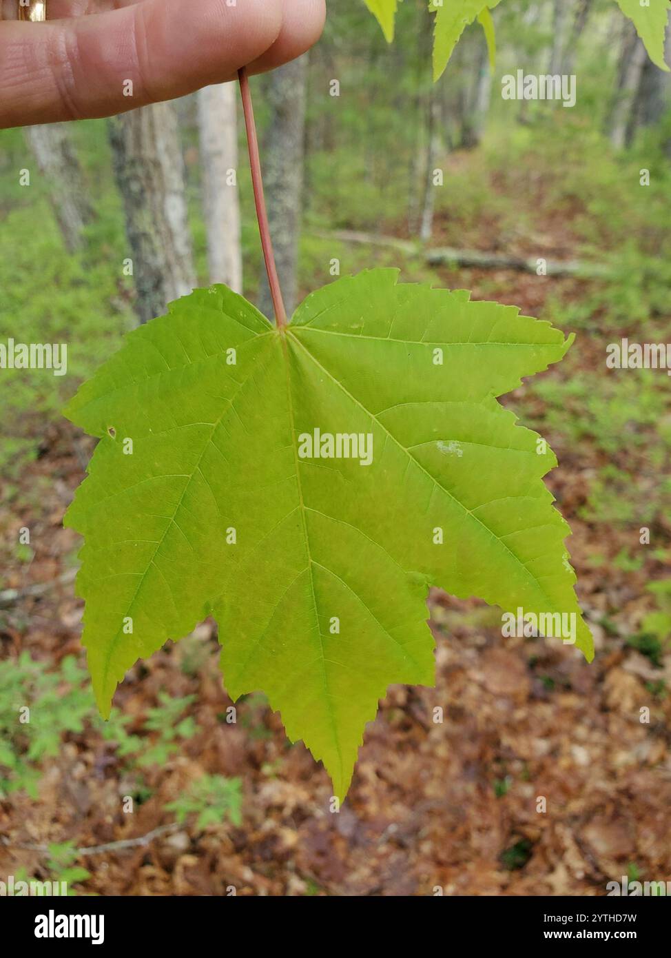 red maple (Acer rubrum Stock Photo - Alamy
