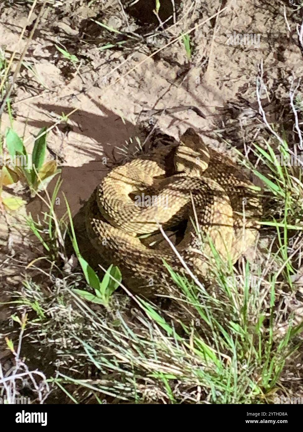 Prairie Rattlesnake (Crotalus viridis Stock Photo - Alamy