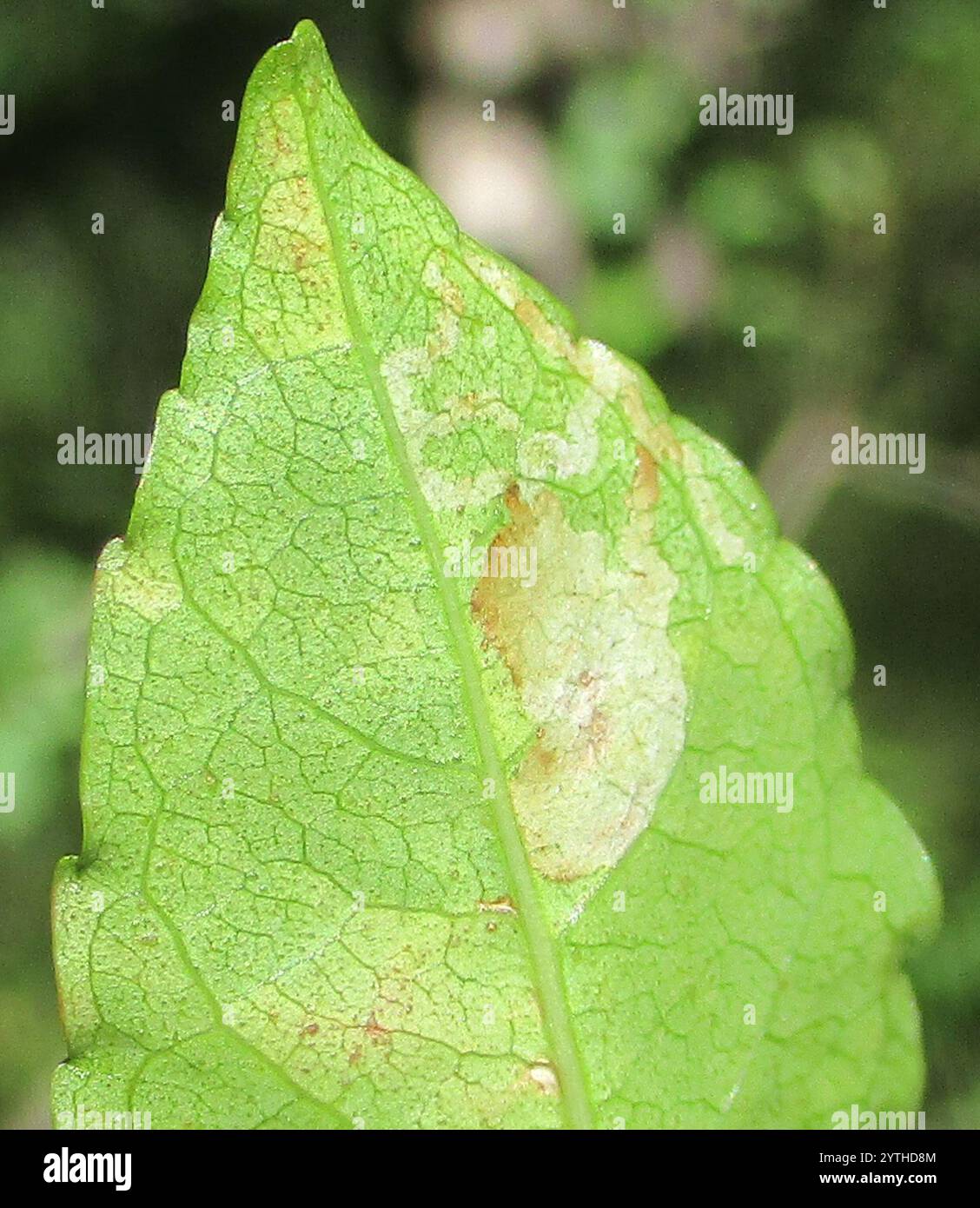 tamboti (Spirostachys africana Stock Photo - Alamy