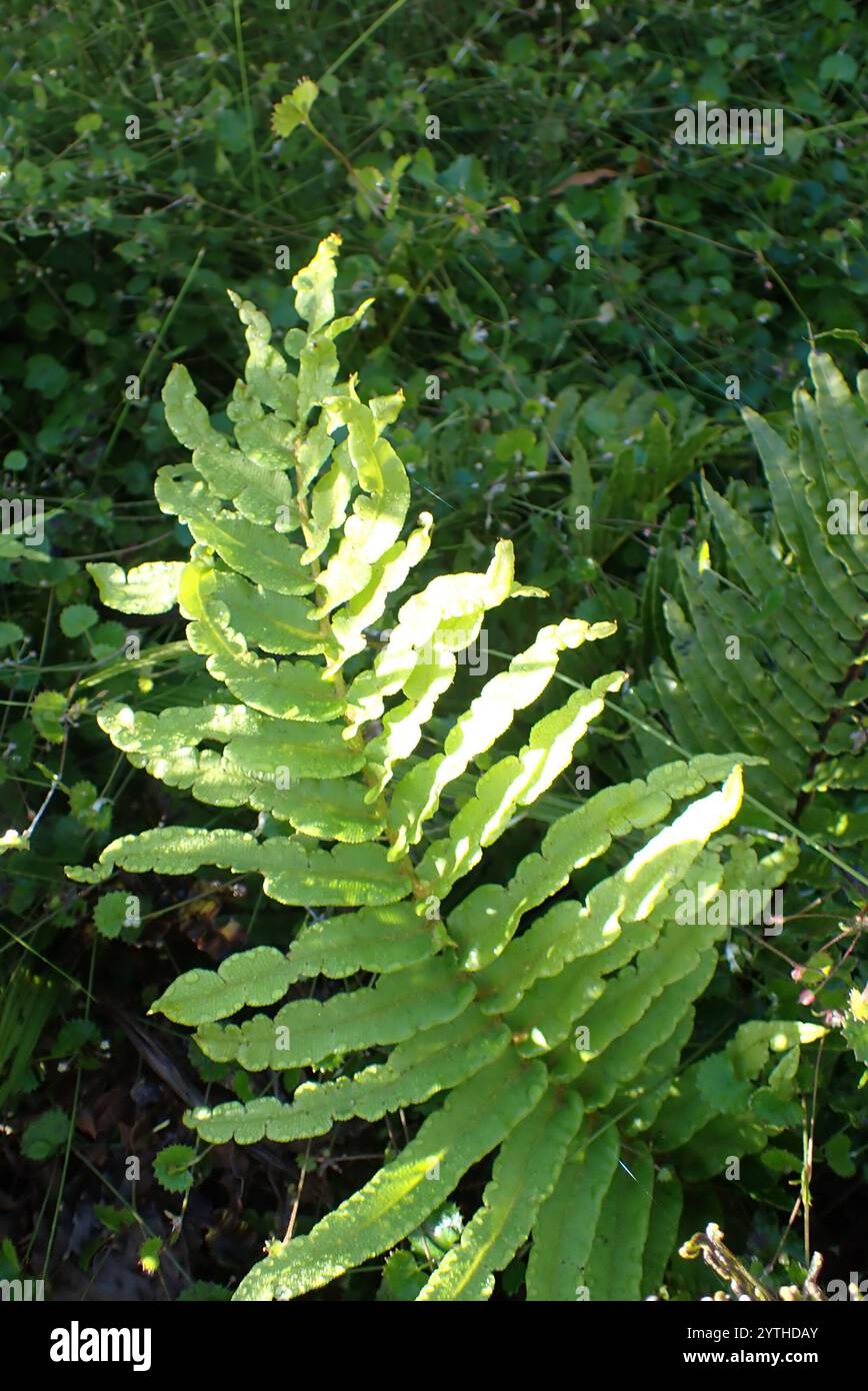Cape Hard Fern (Blechnum capense Stock Photo - Alamy