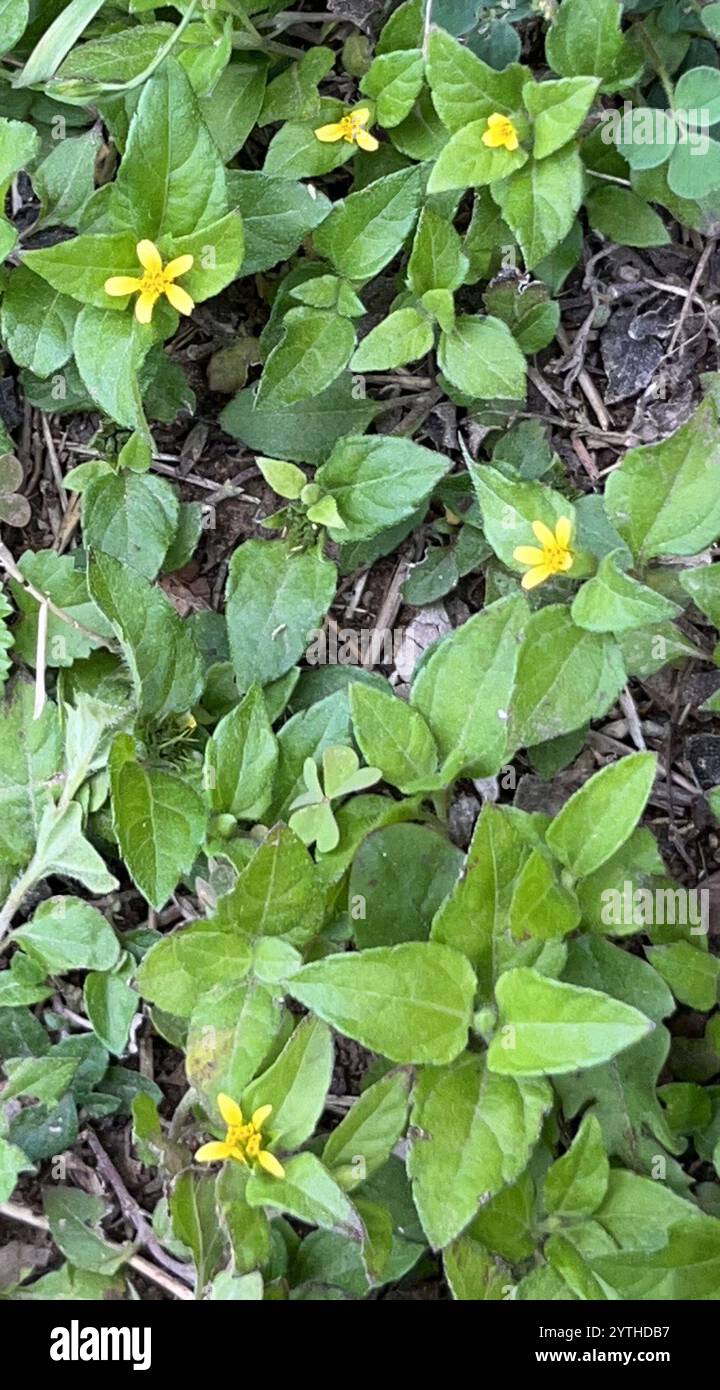 straggler daisy (Calyptocarpus vialis Stock Photo - Alamy
