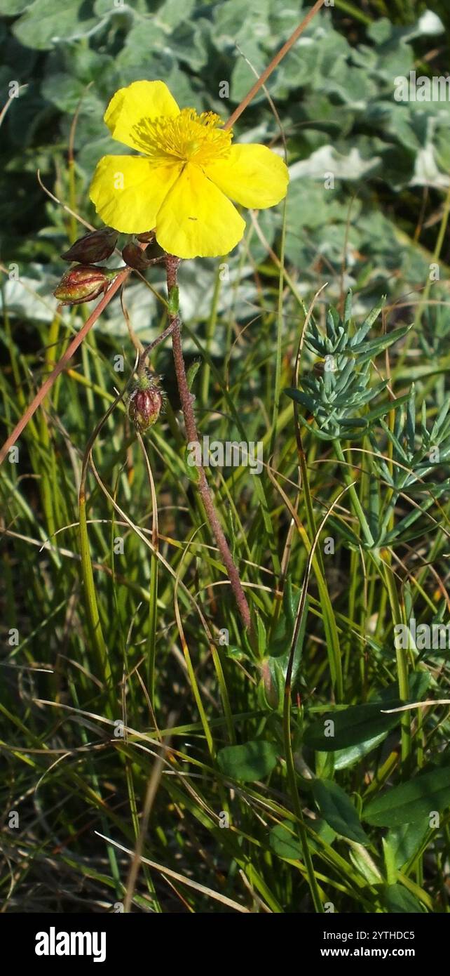 dwarf rock-roses (Helianthemum Stock Photo - Alamy